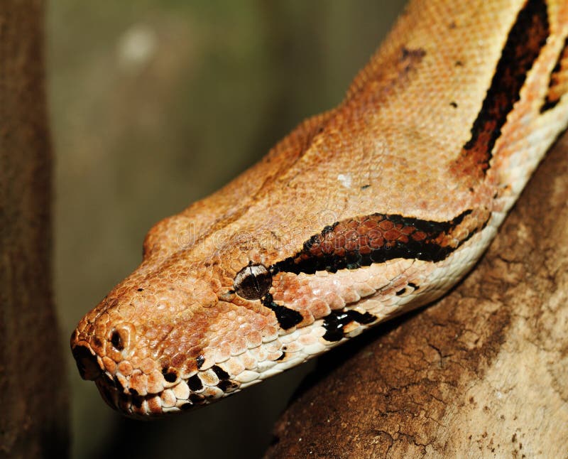 Dumerili De Acrantophis - Boa De Dumeril Imagen de archivo - Imagen de ...