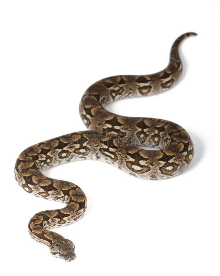 Dumerils Boa (Boa Dumerili) Stockfoto - Bild von bild, zoologie: 7280776