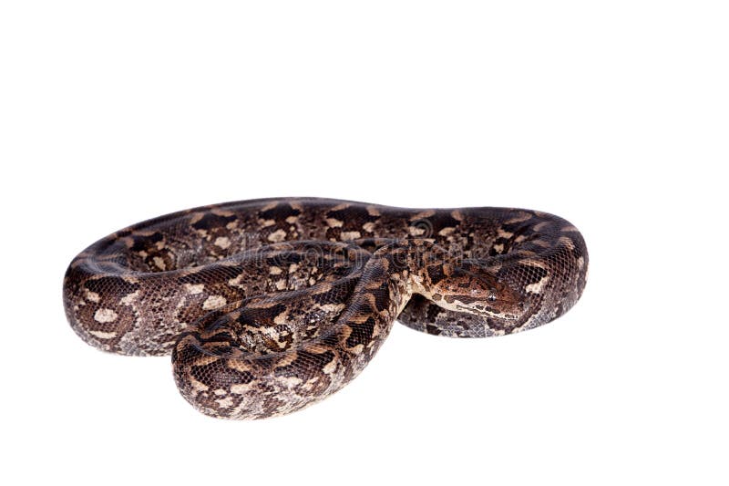 Dumerils Ground Boa on White Stock Image - Image of beauty, biology ...