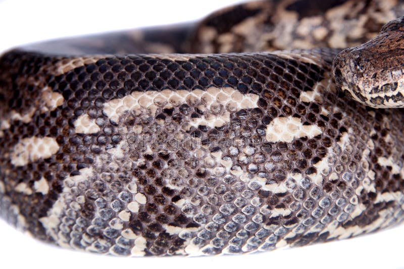 Dumerils Ground Boa on White Stock Photo - Image of grace, herpetology ...