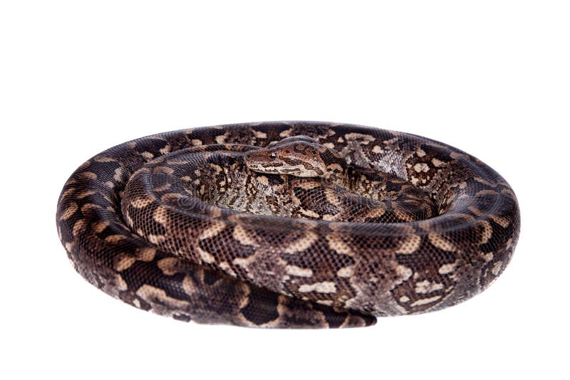 Dumerils Ground Boa on White Stock Photo - Image of deadly, aggressive ...