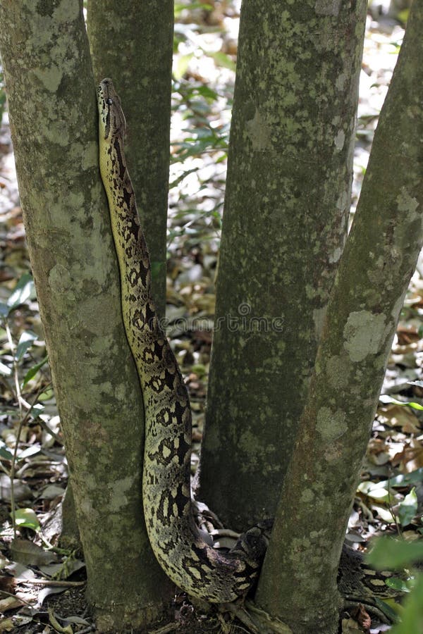 Dumerils Madagaskar-boa, Madagascar Ground Boa, Acrantophis Dumerili ...