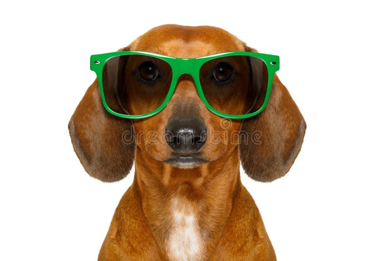 Dummer Dachshund Des Stummen Sonderlings Stockbild - Bild von ...