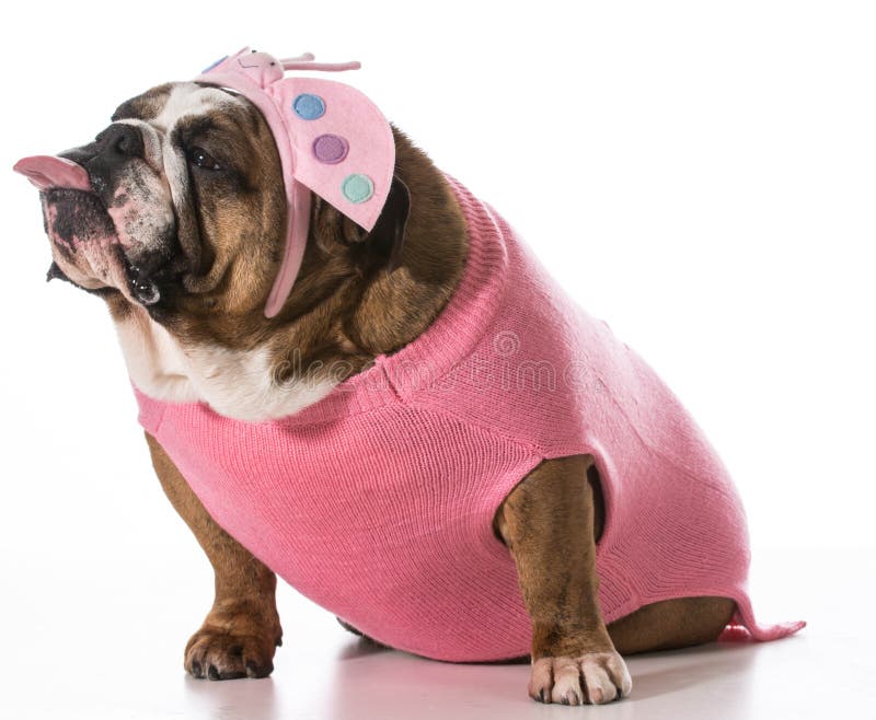 Dummer Hund stockfoto. Bild von basisrecheneinheit, porträt - 45828694