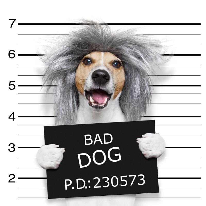 Dummer Mugshot Hund Des Sonderlings Stockfoto - Bild von exemplar ...