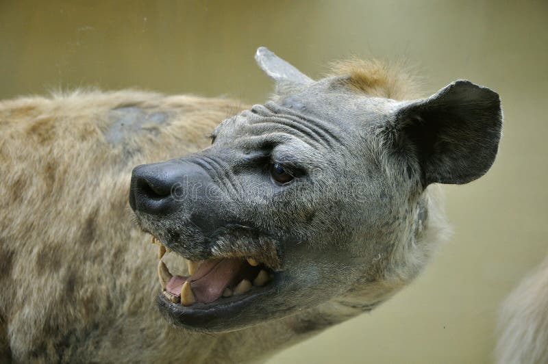 Close Up of Wild Angry Roaring Grinning Laughing Hyena, Stuffed Animal ...