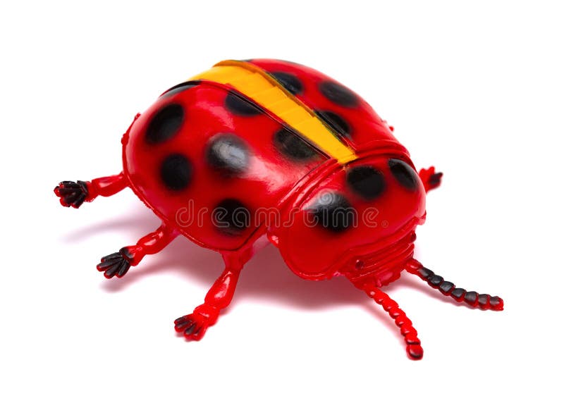 Dummy Ladybug on White Bckground Stock Image - Image of insect, wild ...