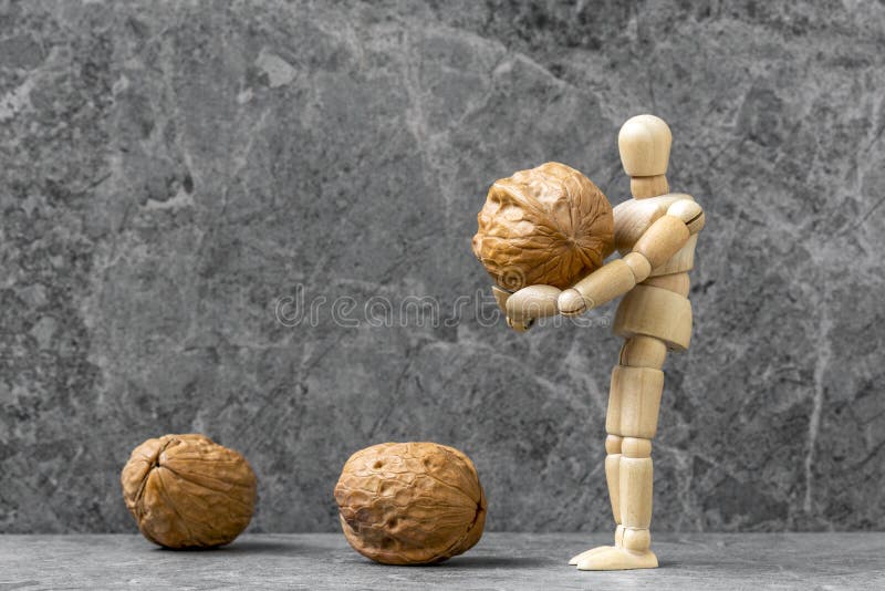 Dummy Picking Kernels of Walnuts Stock Image - Image of nature ...