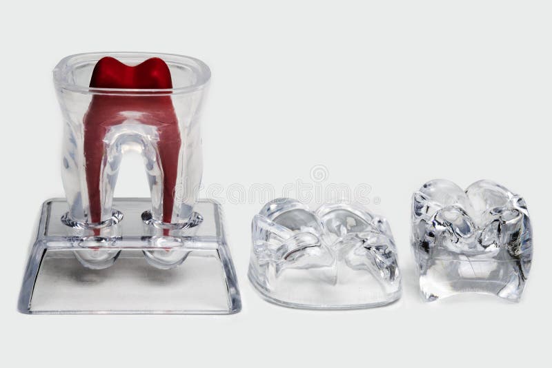 Dummy Tooth Structure. Dentistry Training and Supplies Stock Image ...