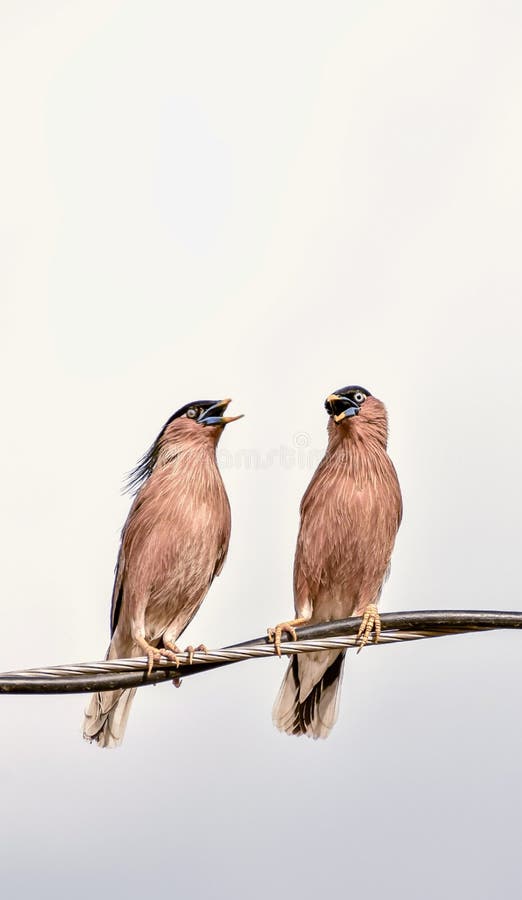 Dumni sparrow stock illustration. Illustration of girls - 182618789