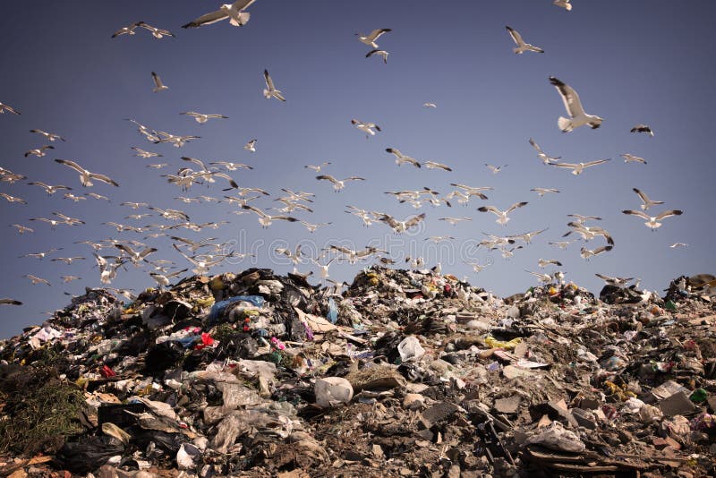 At the dump stock image. Image of seagulls, truck, recycling - 13148501