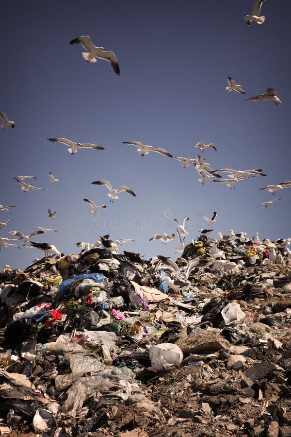 At the dump stock image. Image of seagulls, truck, recycling - 13148501