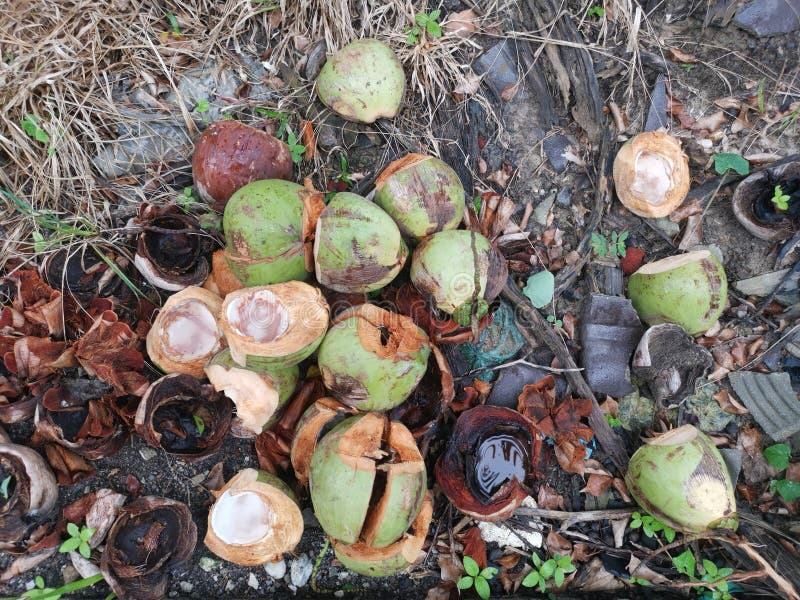 Dump Coconut Fruit Waste after Being Consumed. Stock Image - Image of ...