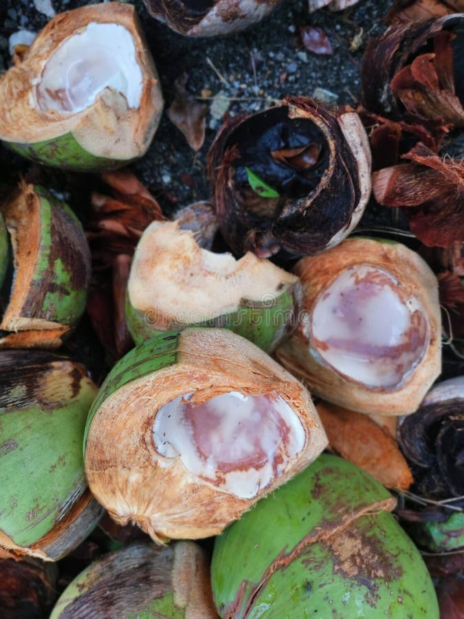 Dump Coconut Fruit Waste after Being Consumed. Stock Photo - Image of detail, obsolete: 345975904