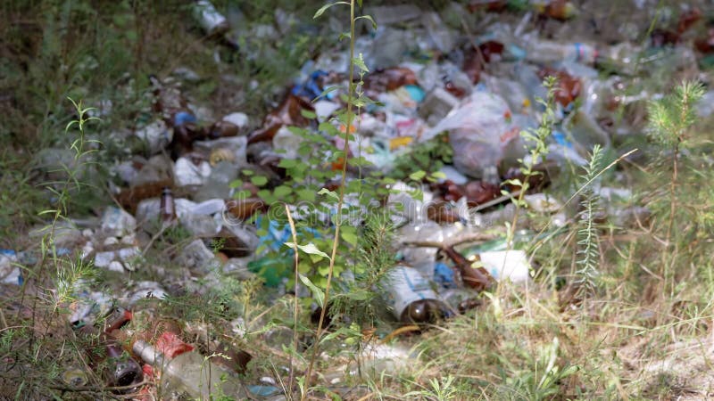 Dump with Discarded Plastic Bottles in Forest in Nature Stock Footage ...