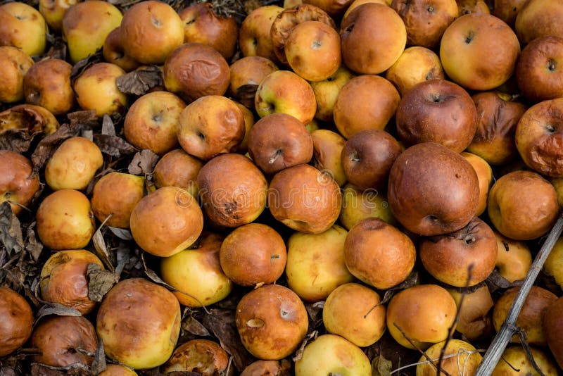 Bunch of Rotten Apples on the Ground Stock Image - Image of fruit, crop ...