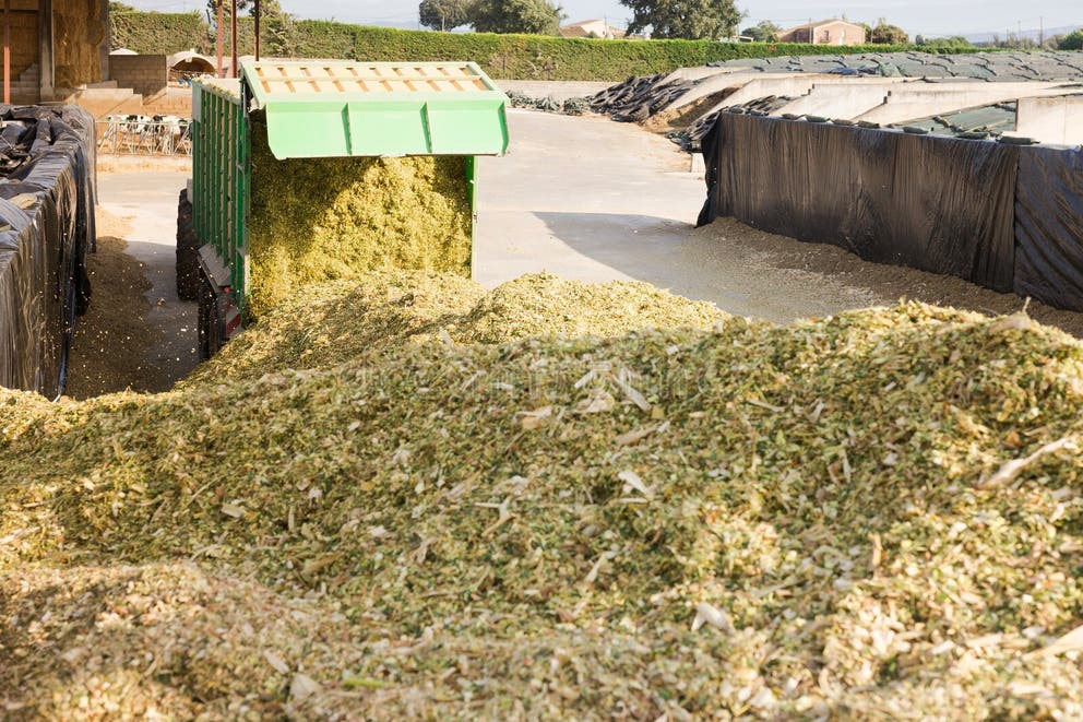 Dump Track Unloading Shredde Maize Stock Image - Image of corn, farming ...