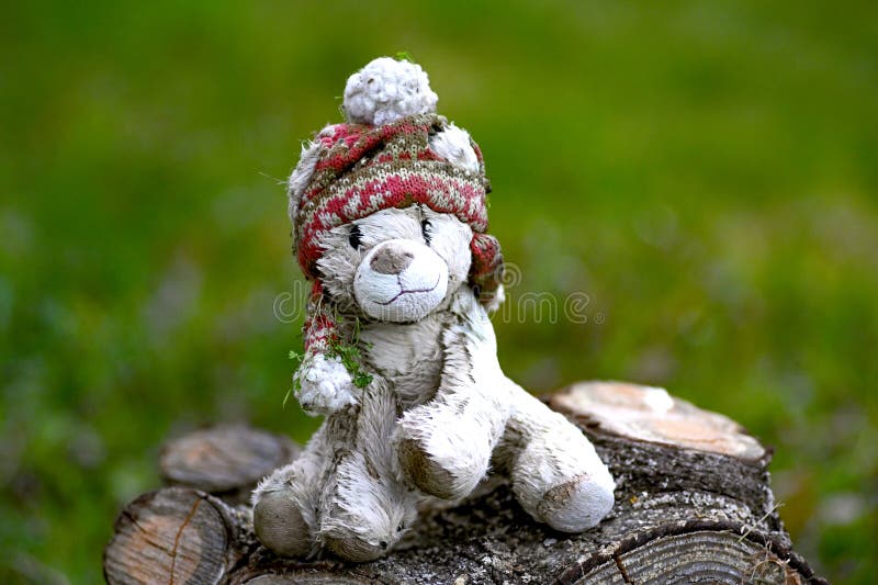 Dumped Teddy Bear Toy on a Tree Trunk Stock Photo - Image of print ...