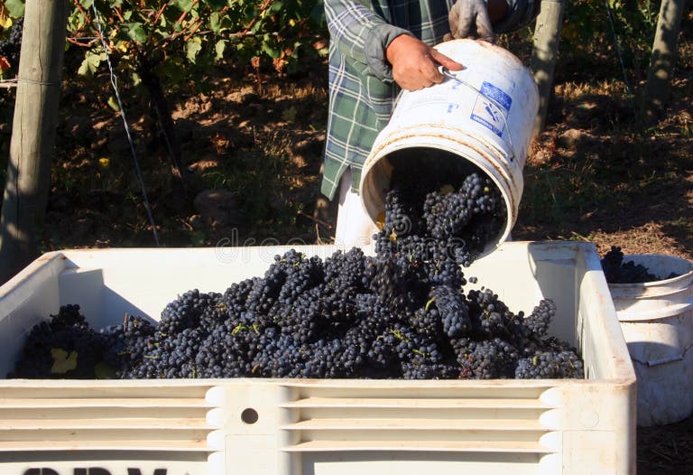 Dumping Bucket of Grapes stock image. Image of clusters - 1317439