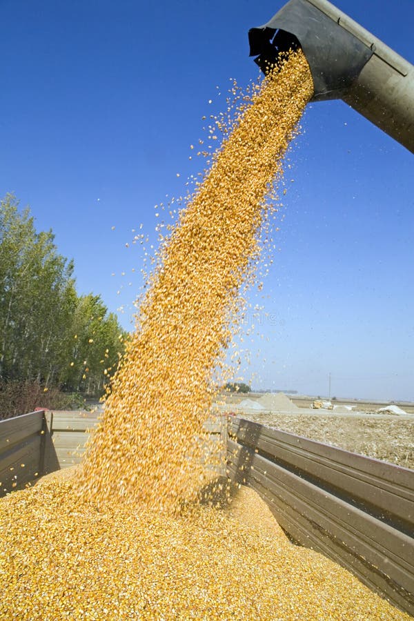 Dumping corn seeds stock photo. Image of corn, produce - 21773592