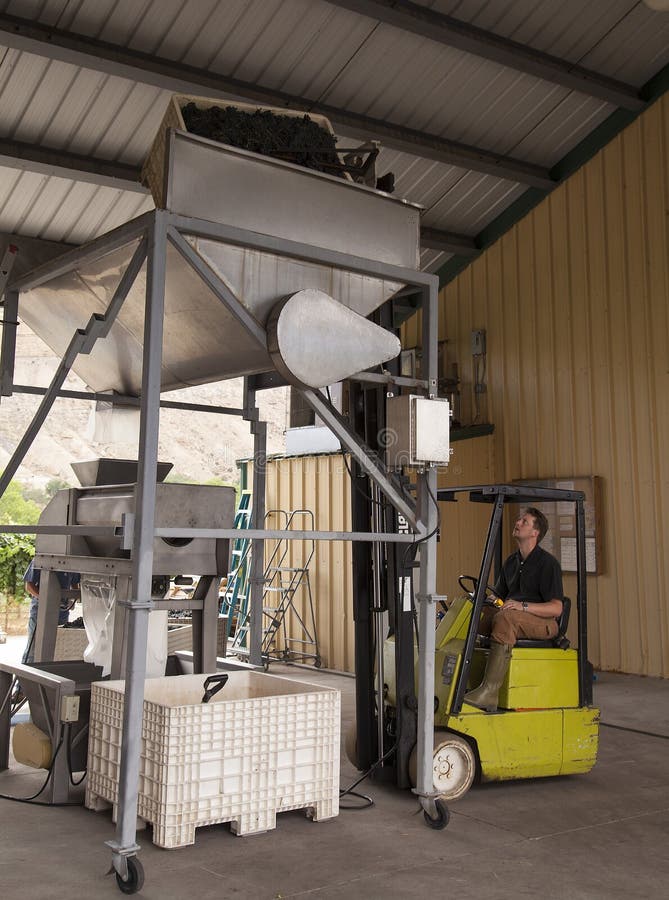 Dumping Grapes into Crusher Stock Image - Image of vineyard, destemmer ...