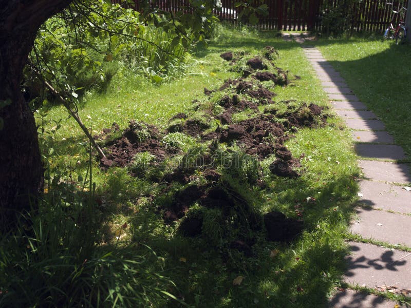 Dumping of Soil on the Site Stock Photo - Image of grass, gardening ...