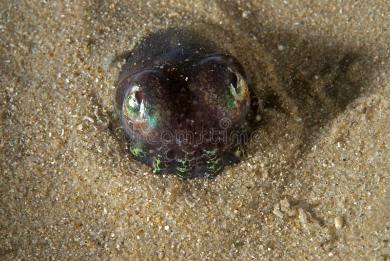 Dumpling squid stock image. Image of buried, dumpling - 26716137