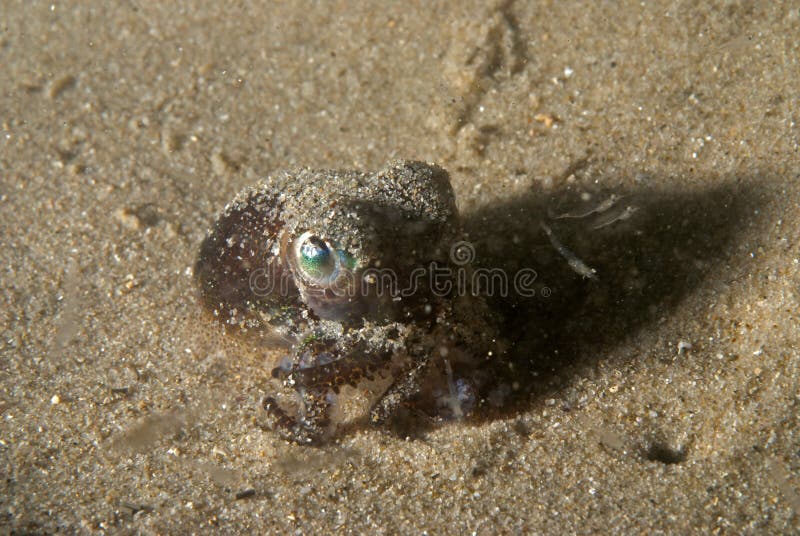 Dumpling squid stock photo. Image of tentacle, colors - 26716176