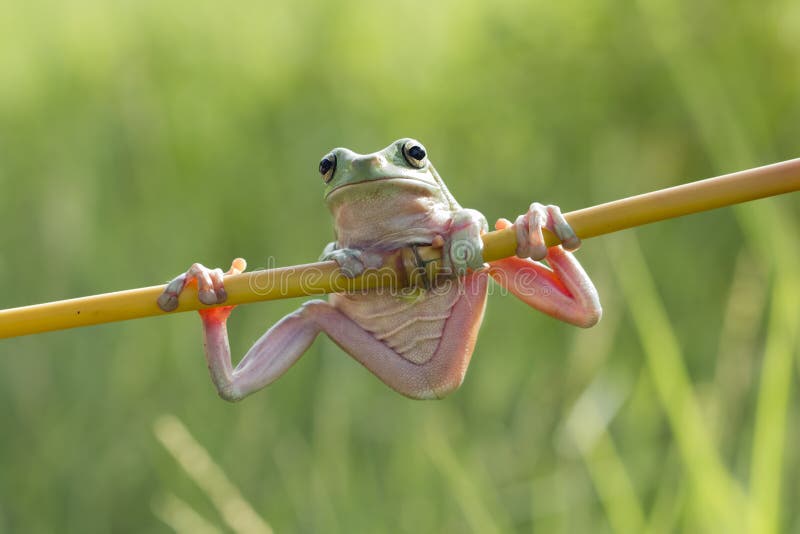 Beautiful Dumpy Frog in Reflection Stock Image - Image of beautiful ...