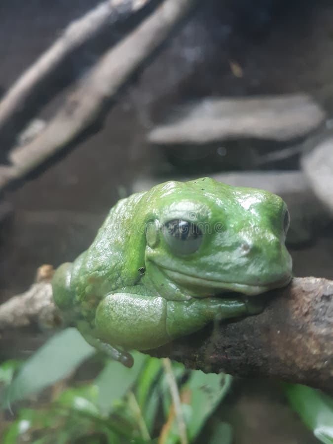 Chunky Dumpy Frog Drawing Stock Photos - Free & Royalty-Free Stock ...