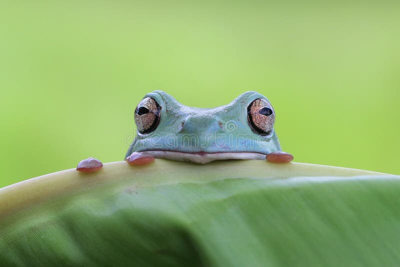 Tree Frog, Dumpy Frog, Frogs, Stock Photo - Image of focus, macro ...