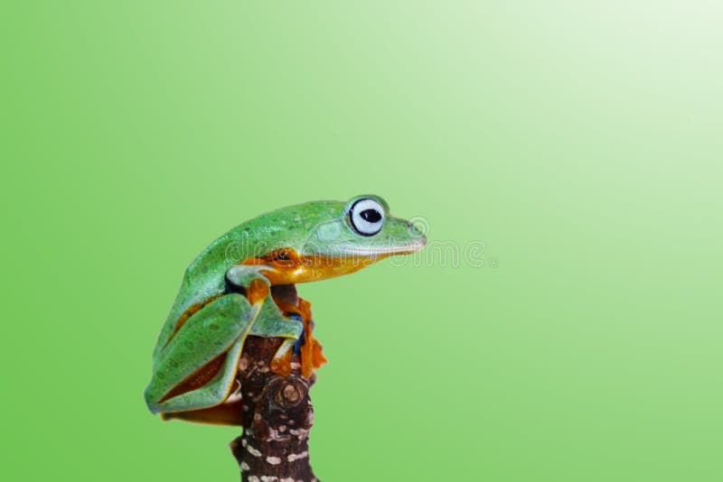 Dumpy Frog, Flying Tree Frog, Green Tree Frog on a Tree Branch Stock ...