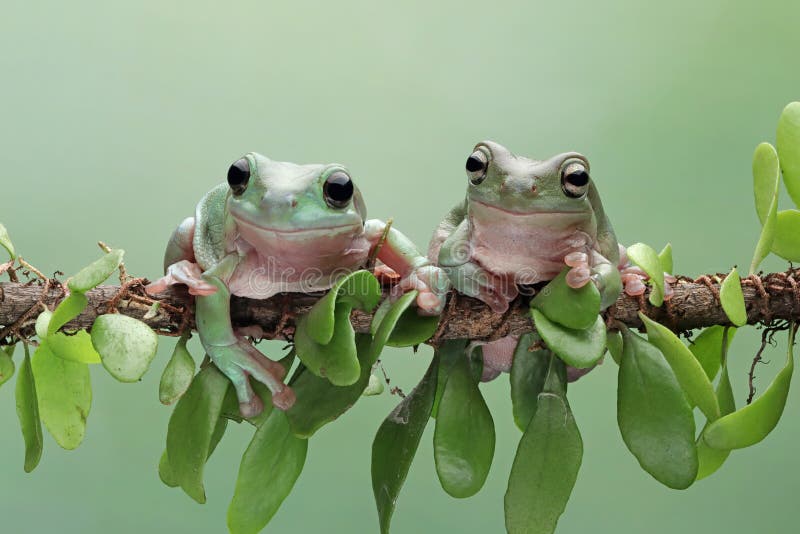 Dumpy Frog "litoria Caerulea" on Green Leaves, Dumpy Frog on Branch ...