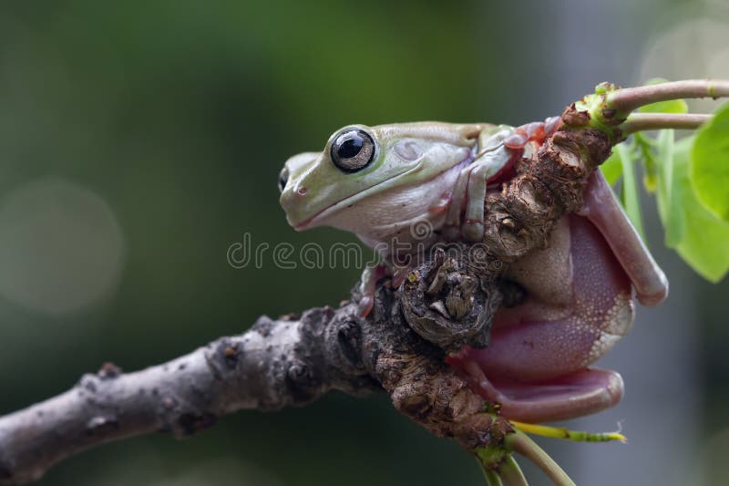 Dumpy Frog "litoria Caerulea" on Green Branch Stock Photo - Image of ...