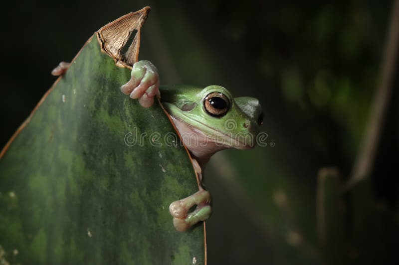 Dumpy Frog Litoria Caerulea on Green Leaves Stock Photo - Image of ...