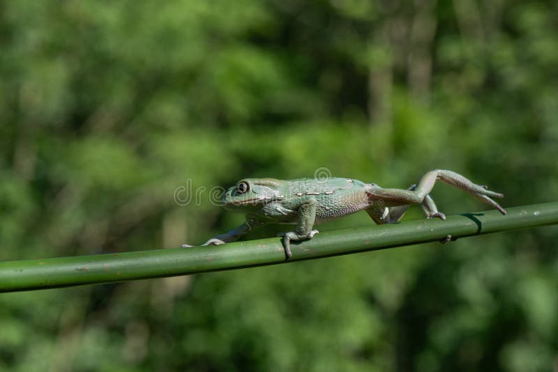 Dumpy Frog, Posing from the Front Stock Image - Image of frogposing ...