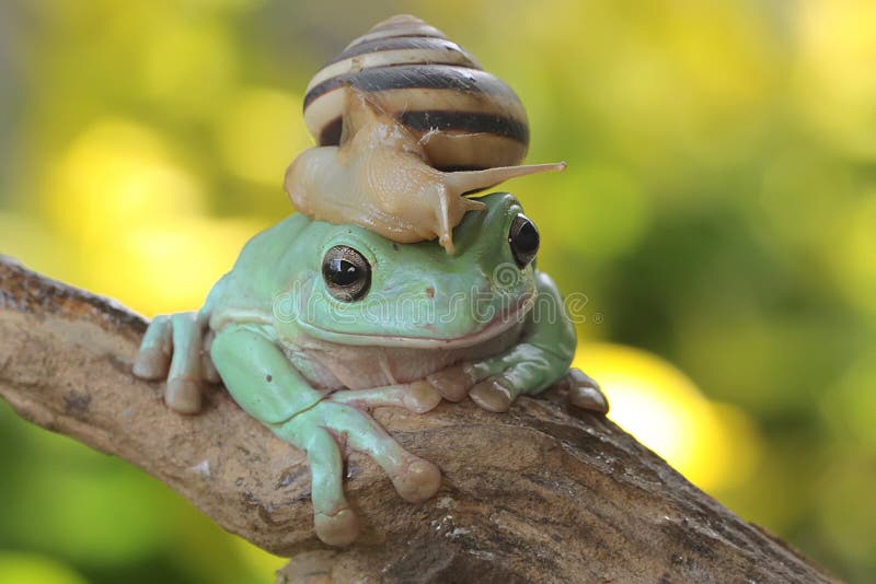 A Dumpy Frog Resting on a Dry Log. Stock Image - Image of close, funny ...