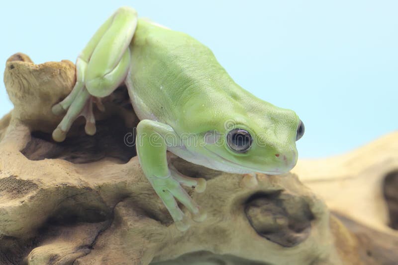 A Dumpy Frog is Resting on a Dry Log. Stock Photo - Image of green ...