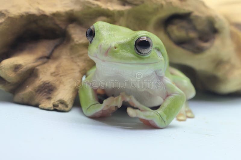 A Dumpy Frog is Resting on a Dry Log. Stock Photo - Image of animal ...
