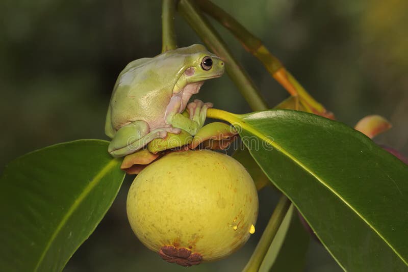 A Dumpy Frog is Resting on a Mangosteen Tree Trunk. Stock Image - Image ...
