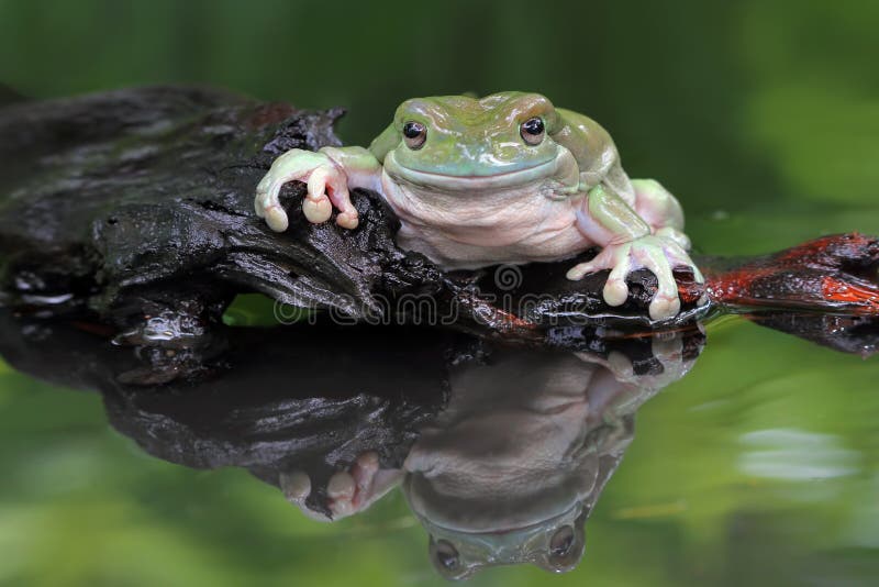 Dumpy Frog, Posing from the Front Stock Image - Image of frogposing ...
