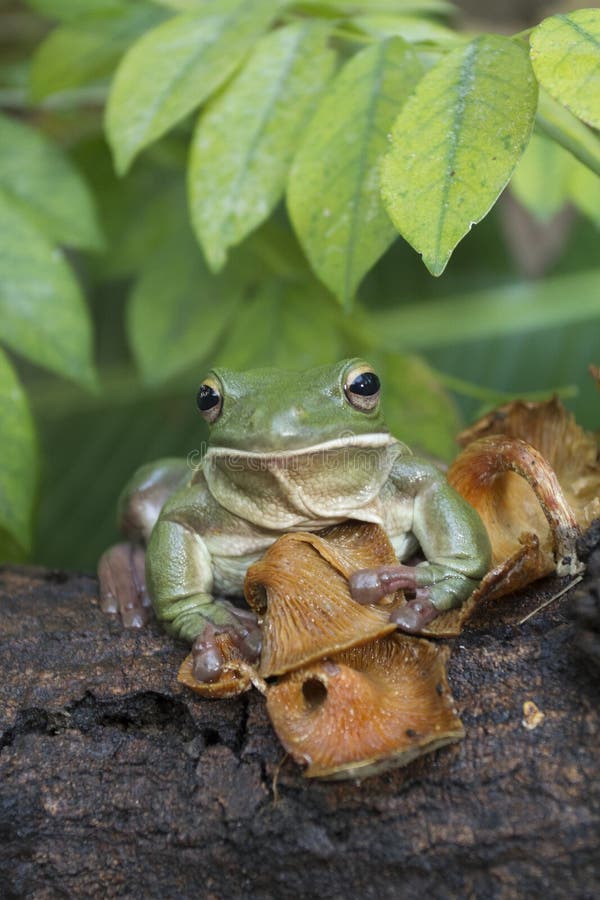 White's Dumpy Tree Frogs Stock Photos - Free & Royalty-Free Stock ...