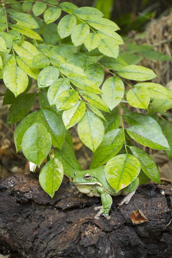 Dumpy Frog, Tree Frog, Papua Green Tree Frog Stock Photo - Image of ...