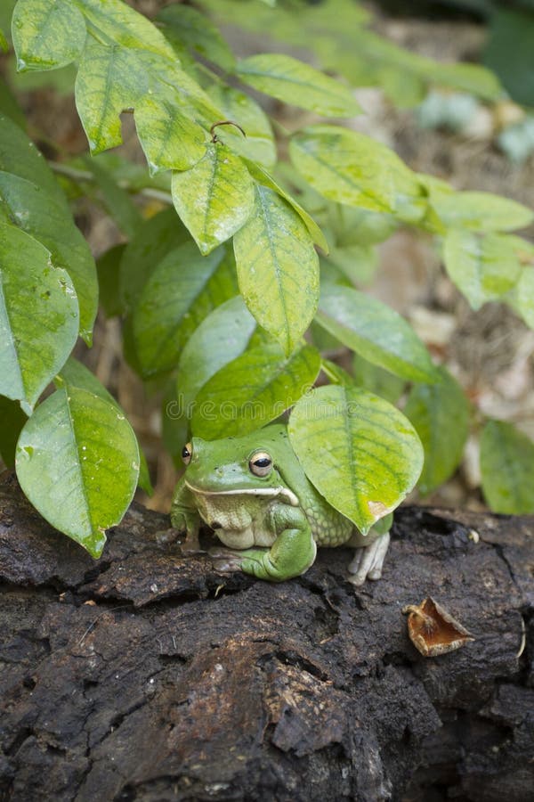 Dumpy Frog, Tree Frog, Papua Green Tree Frog Stock Photo - Image of ...