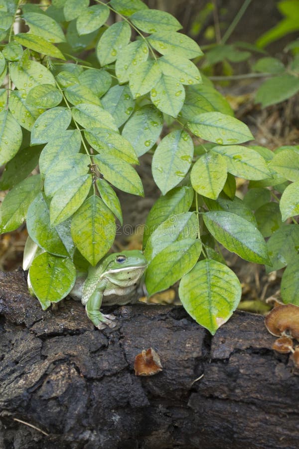 Dumpy Frog, Tree Frog, Papua Green Tree Frog Stock Photo - Image of ...