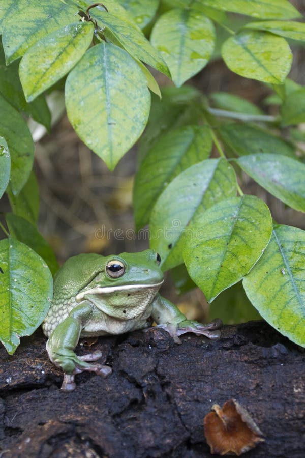 Dumpy Frog, Tree Frog, Papua Green Tree Frog Stock Photo - Image of ...