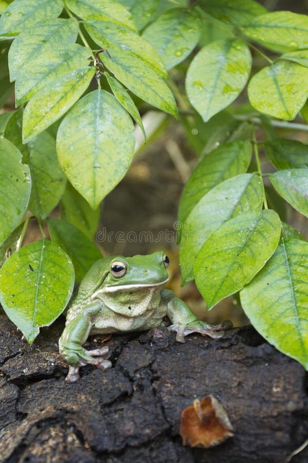 Dumpy Frog, Tree Frog, Papua Green Tree Frog Stock Photo - Image of ...