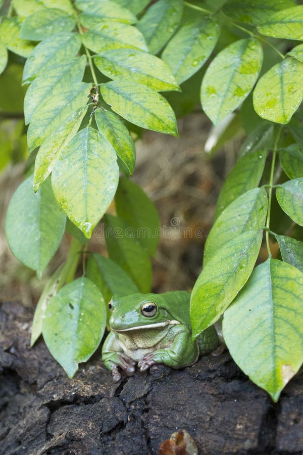 Dumpy Frog, Tree Frog, Papua Green Tree Frog Stock Image - Image of ...