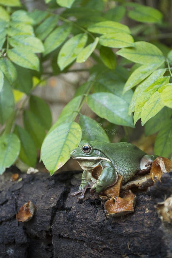 Dumpy Frog, Tree Frog, Papua Green Tree Frog Stock Photo - Image of ...