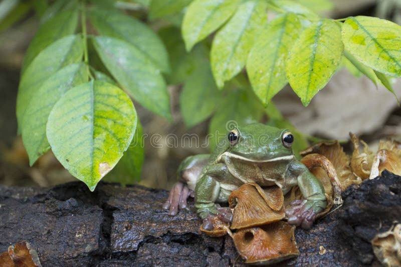 Dumpy Frog, Tree Frog, Papua Green Tree Frog Stock Image - Image of ...